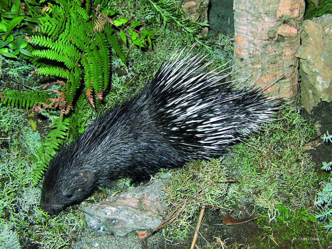 Sui sentieri della Biodiversità: l’ISTRICE, la spinosa etrusca