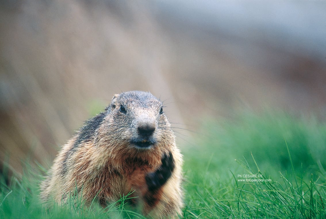 Sui sentieri della Biodiversità: la MARMOTTA, attenta sentinella