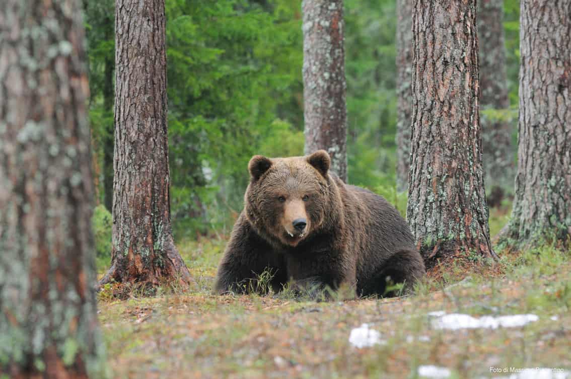 Finlandia: viaggio alla scoperta del regno dell'orso