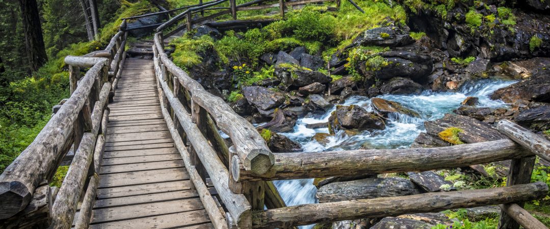 Trentino, Val di Rabbi: trekking alla scoperta dei larici monumentali