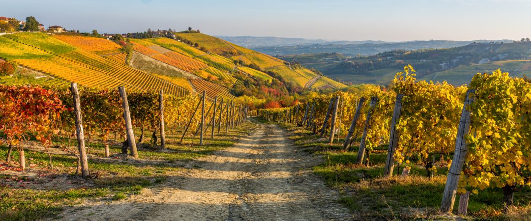 Piemonte, meraviglioso Roero in autunno: 100 km di itinerari panoramici