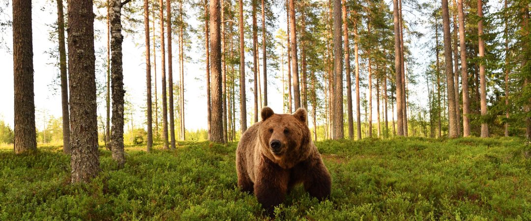 Orso aggredisce escursionista in Trentino | Trekking.it