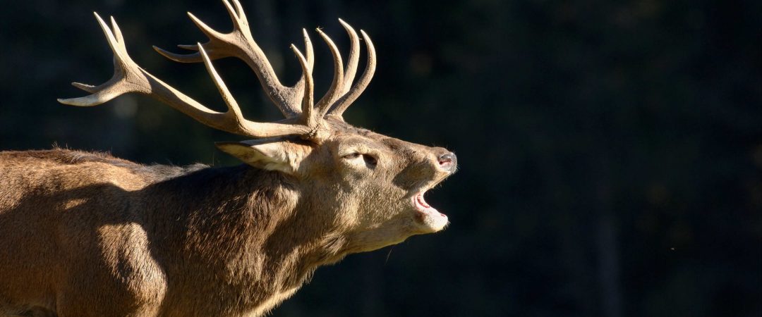 Camminare alla scoperta del Cervo: dove seguire le orme del principe ...