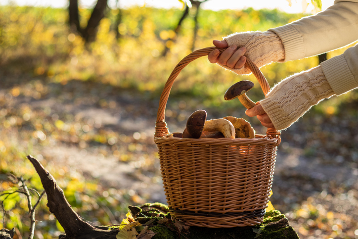 I migliori posti da funghi in ogni Regione: dove trovarli sui sentieri