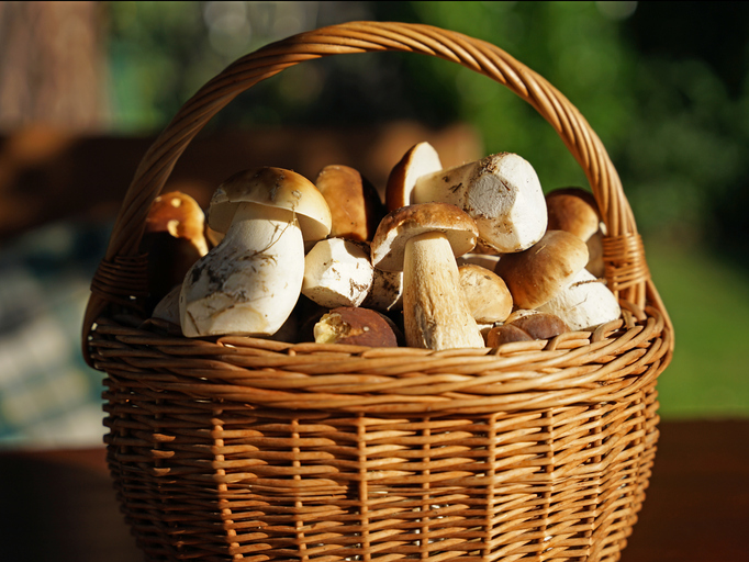 I migliori posti da funghi in ogni Regione: dove trovarli sui sentieri